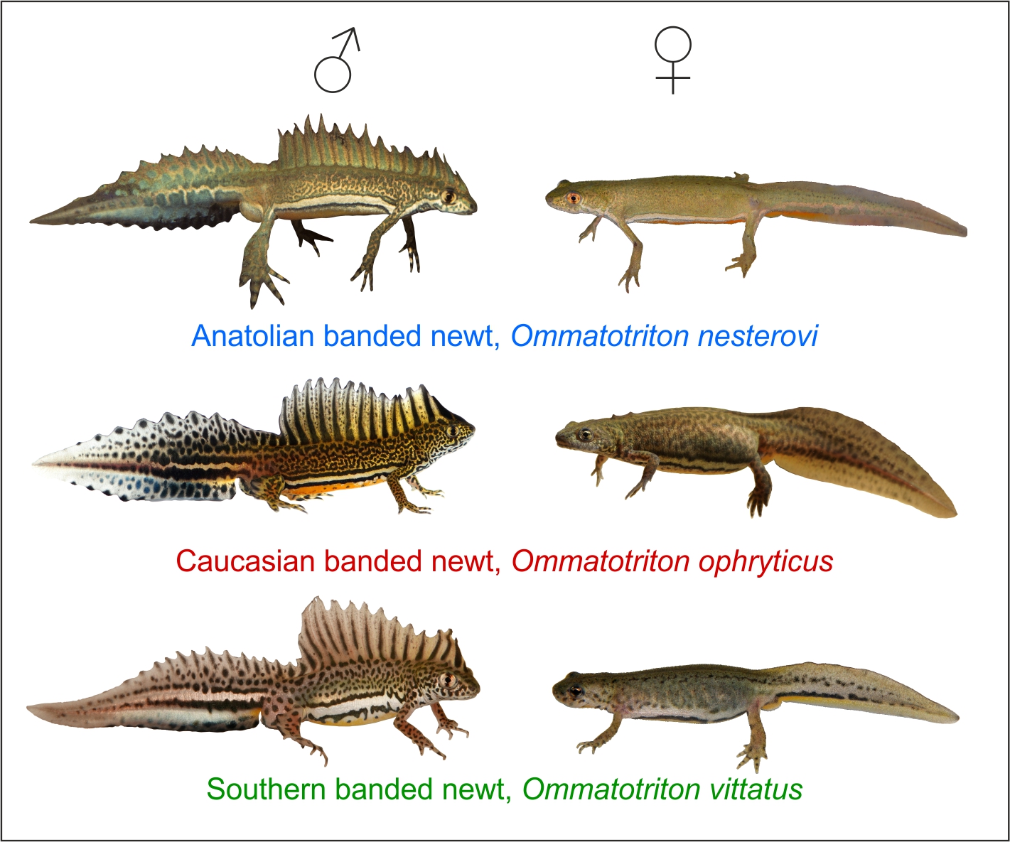 Cracking cryptic banded newt species | Wielstra Lab